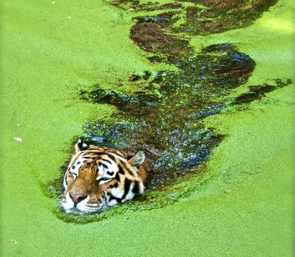 „Tiger-Enten-Grütze“ - N-LAND