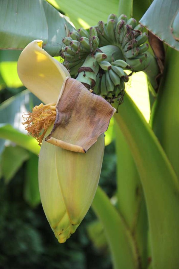 Bananenernte in Winkelhaid - N-LAND