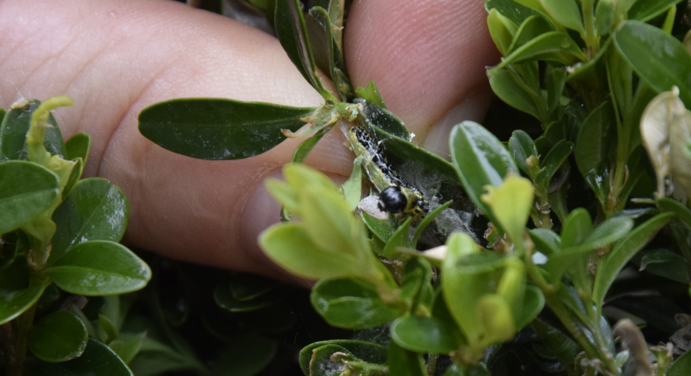 Buchsbaumzünsler frisst sich durchs Land - N-LAND