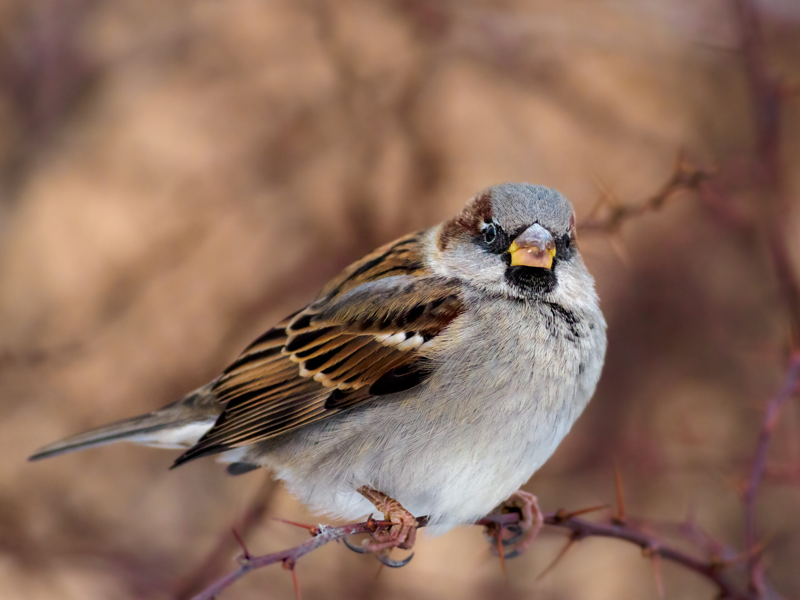 Der Spatz fliegt bei der Stunde der Gartenvögel wieder an die Spitze ...